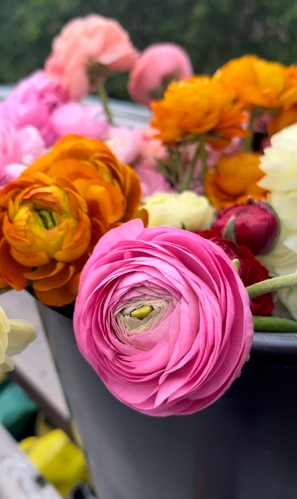 Italian Ranunculus, assorted | Hotchkissflowerfarm