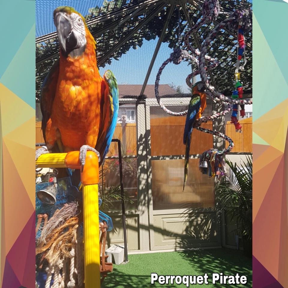 volière extérieur à perroquets | Québec | Perroquet Pirate