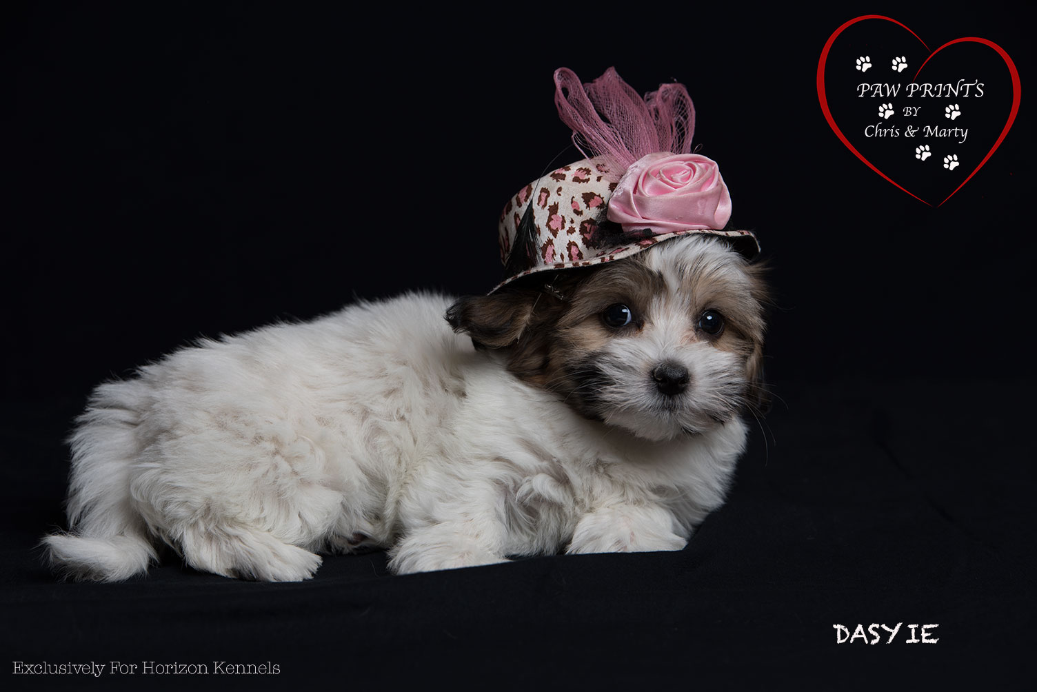 Havanese Breed | United | Horizons Kennel Idaho