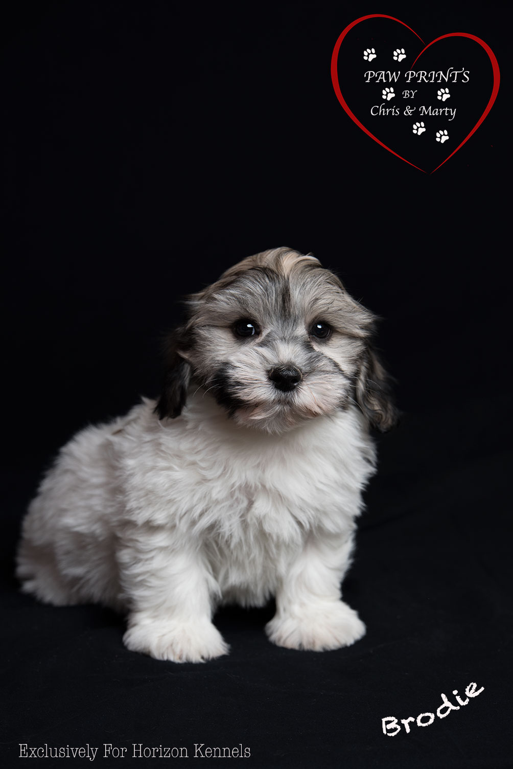 Havanese Breed | United | Horizons Kennel Idaho