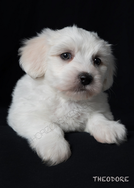 Coton de Tulear Breed Information| United | Horizons Kennel Idaho