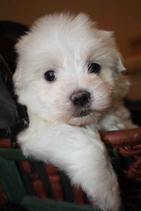 Coton de Tulear Breed Information| United | Horizons Kennel Idaho