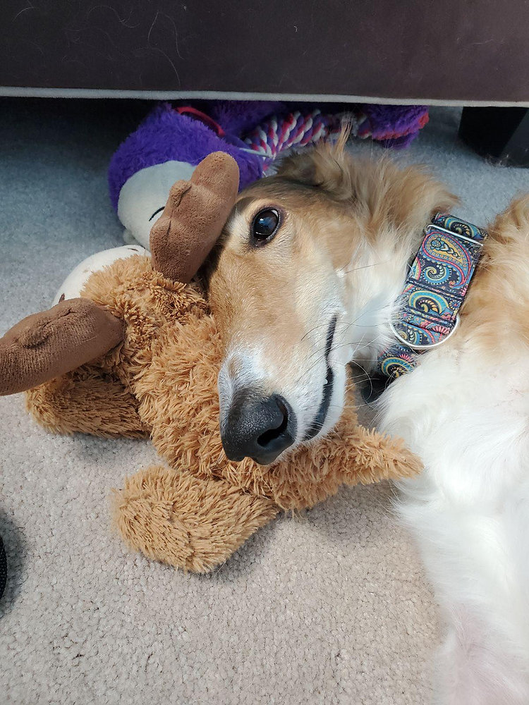 NBRF - International Pupdate - Zorka