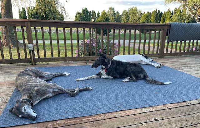 NBRF - International Rescue Tasha/Zabava