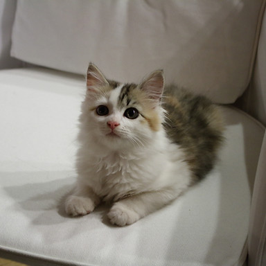 FIP-behandling | Din Djurklinik