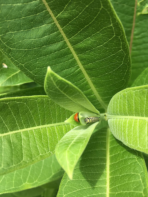 GET CONNECTED | Website 2020