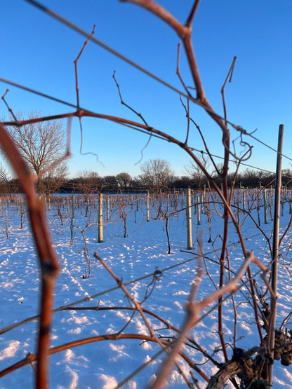 Crow River Winery - Minnesota Vineyard Experience in Hutchinson, MN