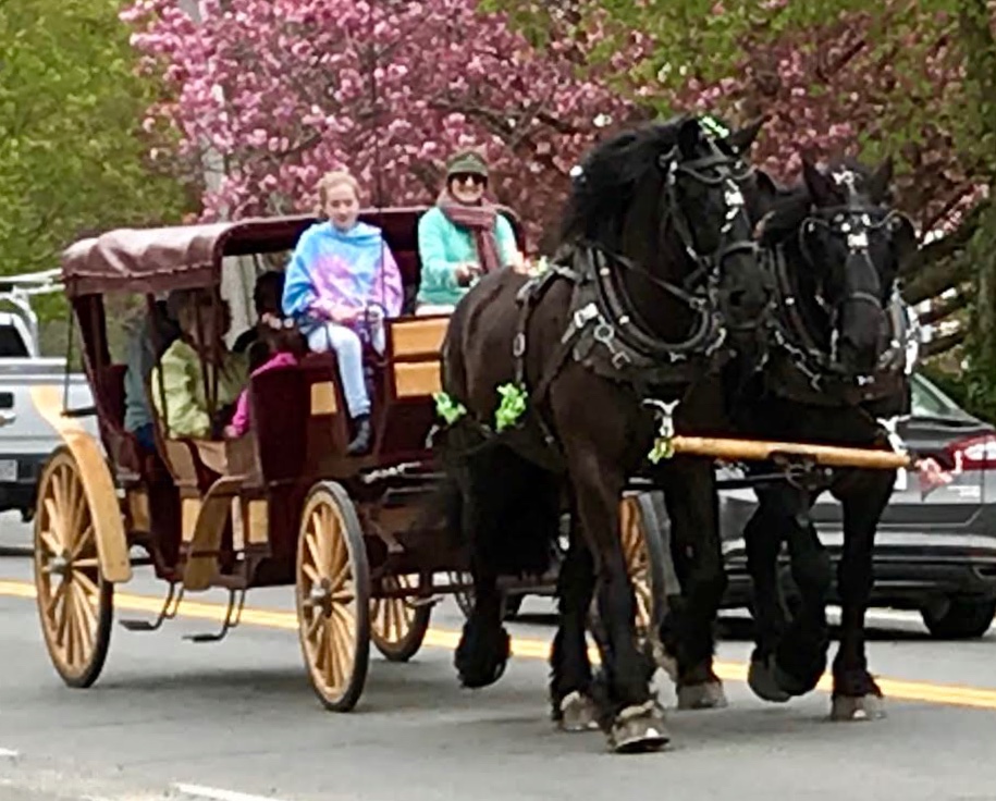 Martha's Vineyard Horse and Carriage Rides: Sonnyside Rides