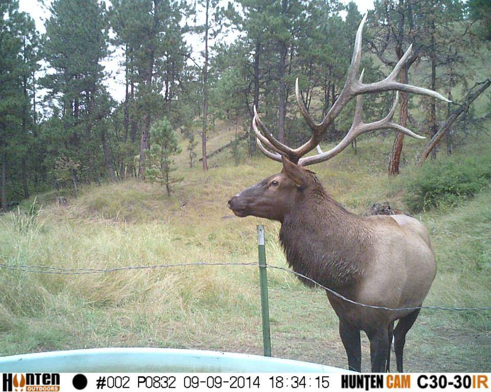 Elk Hunts | skylineoutfitters