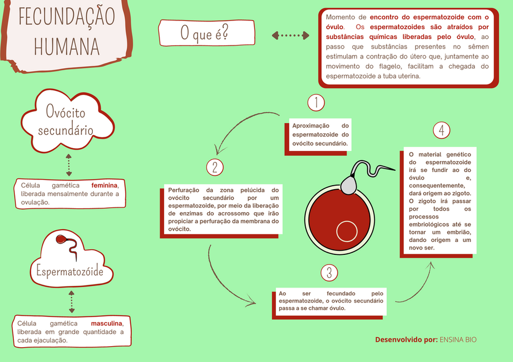 Mapa Mental Fecundação Humana - LIBRAIN