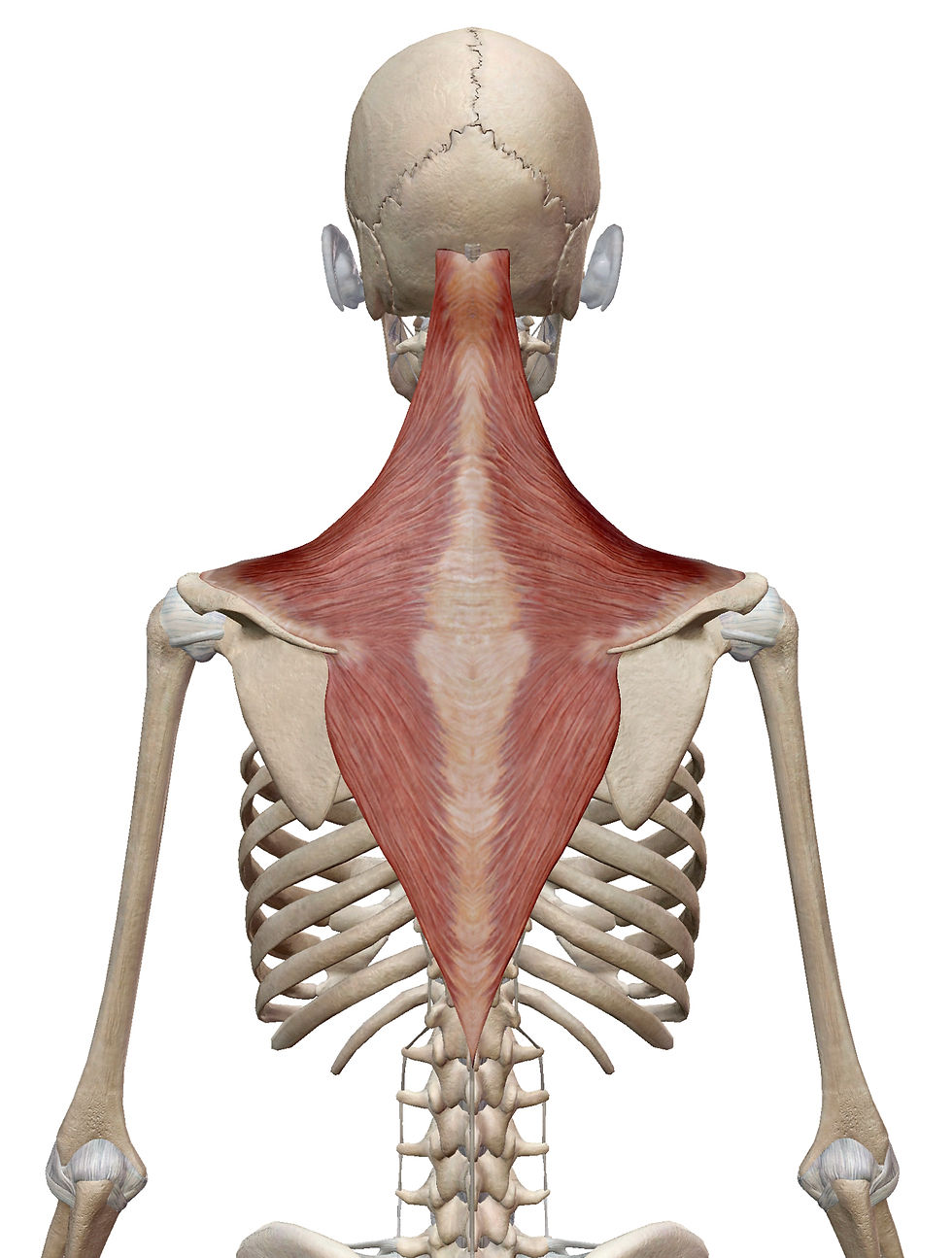Trapezius Muscle Pain