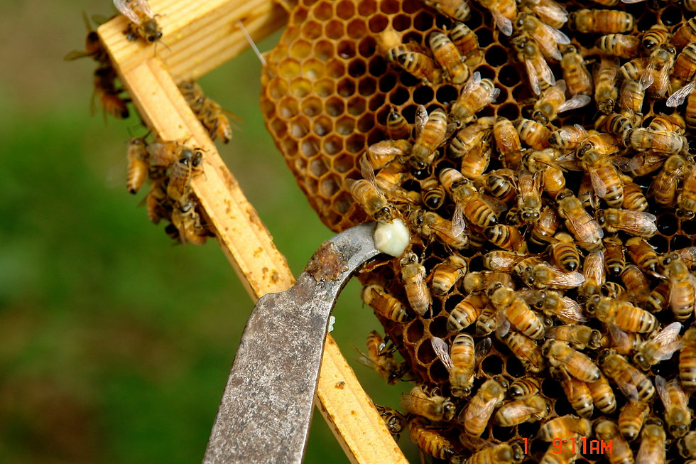 Honey | Ilog Maria Honey Bee Farms | Cavite