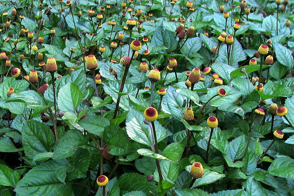 Jambu, benefícios da gastronomia à medicina