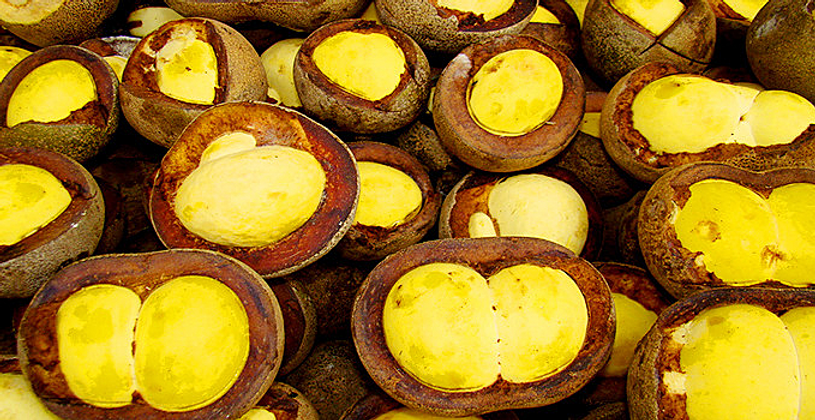 Piquiá: fruta que vem ganhando destaque