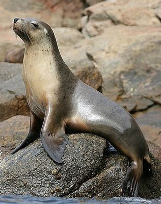 introduction | Seals