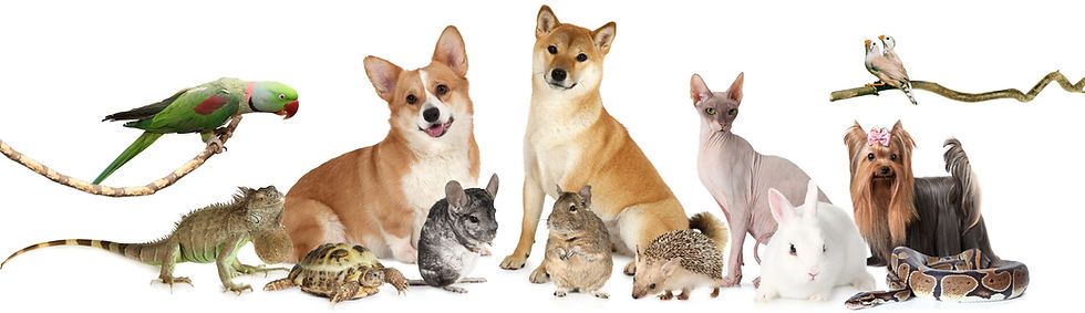 Furry Friend Funerals - Pet Cremation Service | Animal Cremation