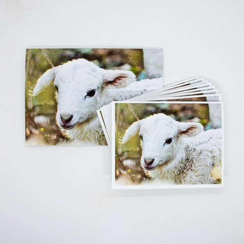 Lamb Gift Set: Greeting Card and Small 8-pack Note Cards | Wren Photography