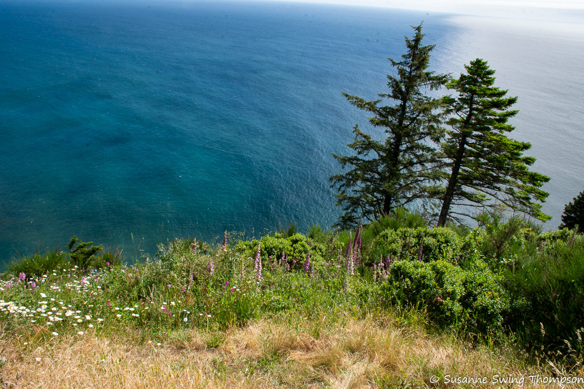 Wren | Cannon Beach, Oregon