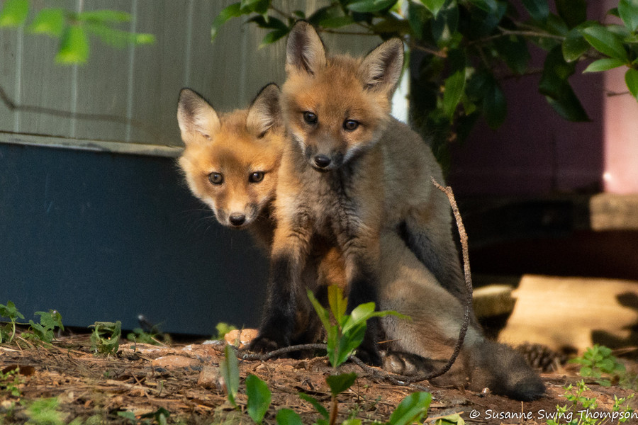 Red Fox Kits