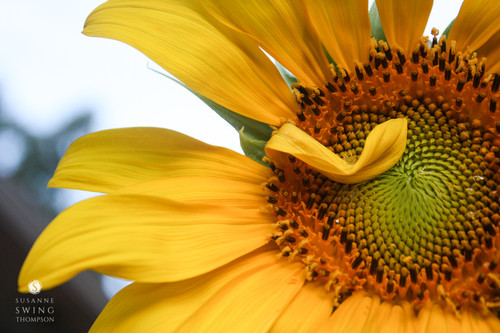 Sunflower Winking | Wren Photography