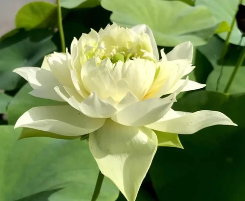 Jade Cloud | The Last Lotus