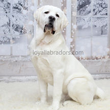 Labrador Pack | Loyal Labradors White English Labs | Mora