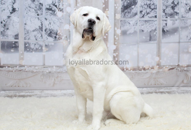 Upcoming Litters | our upcoming Polar Bear White Lab Puppies