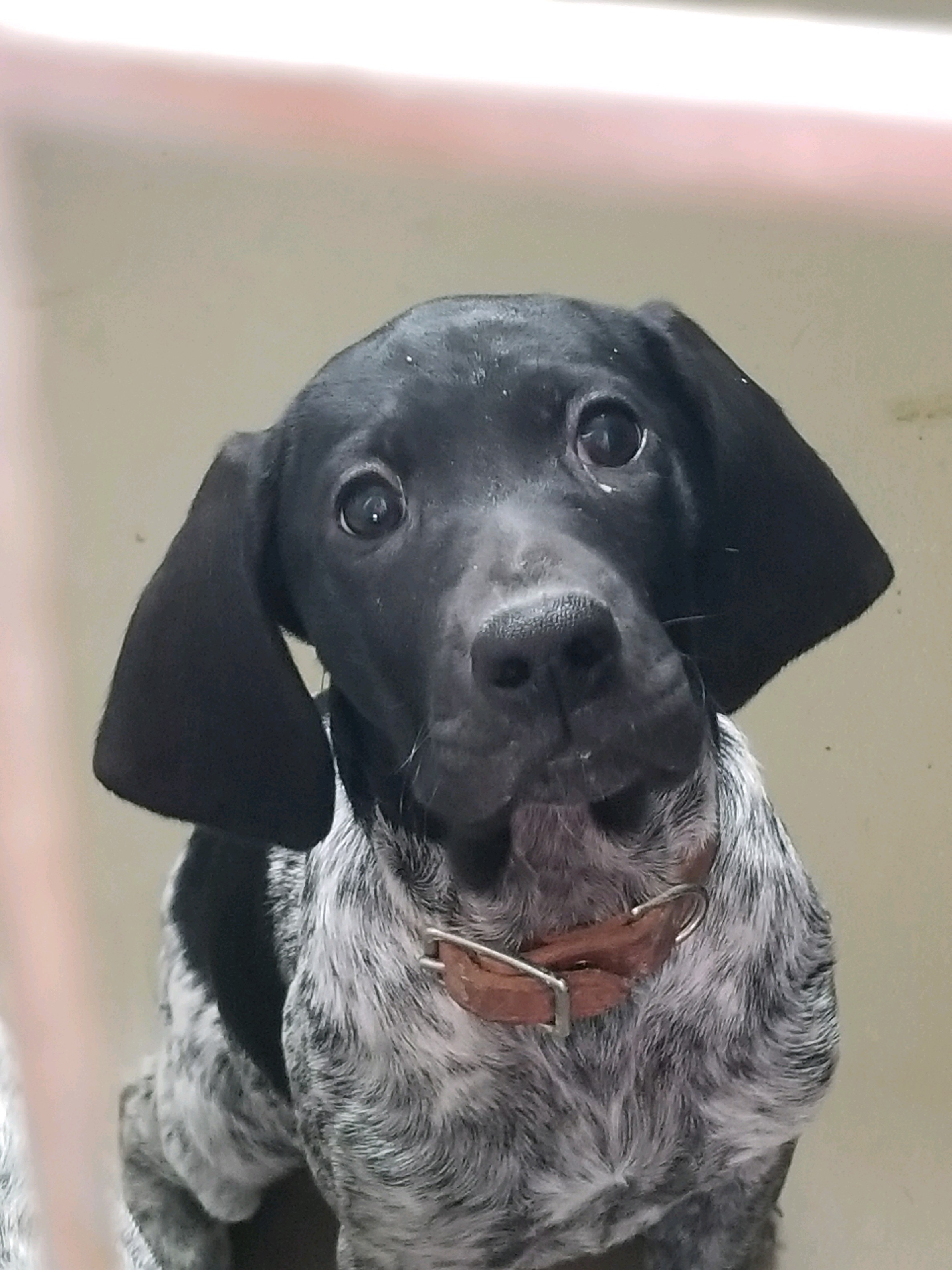 German Shorthaired Pointer |United States| Triple Flush Kennel