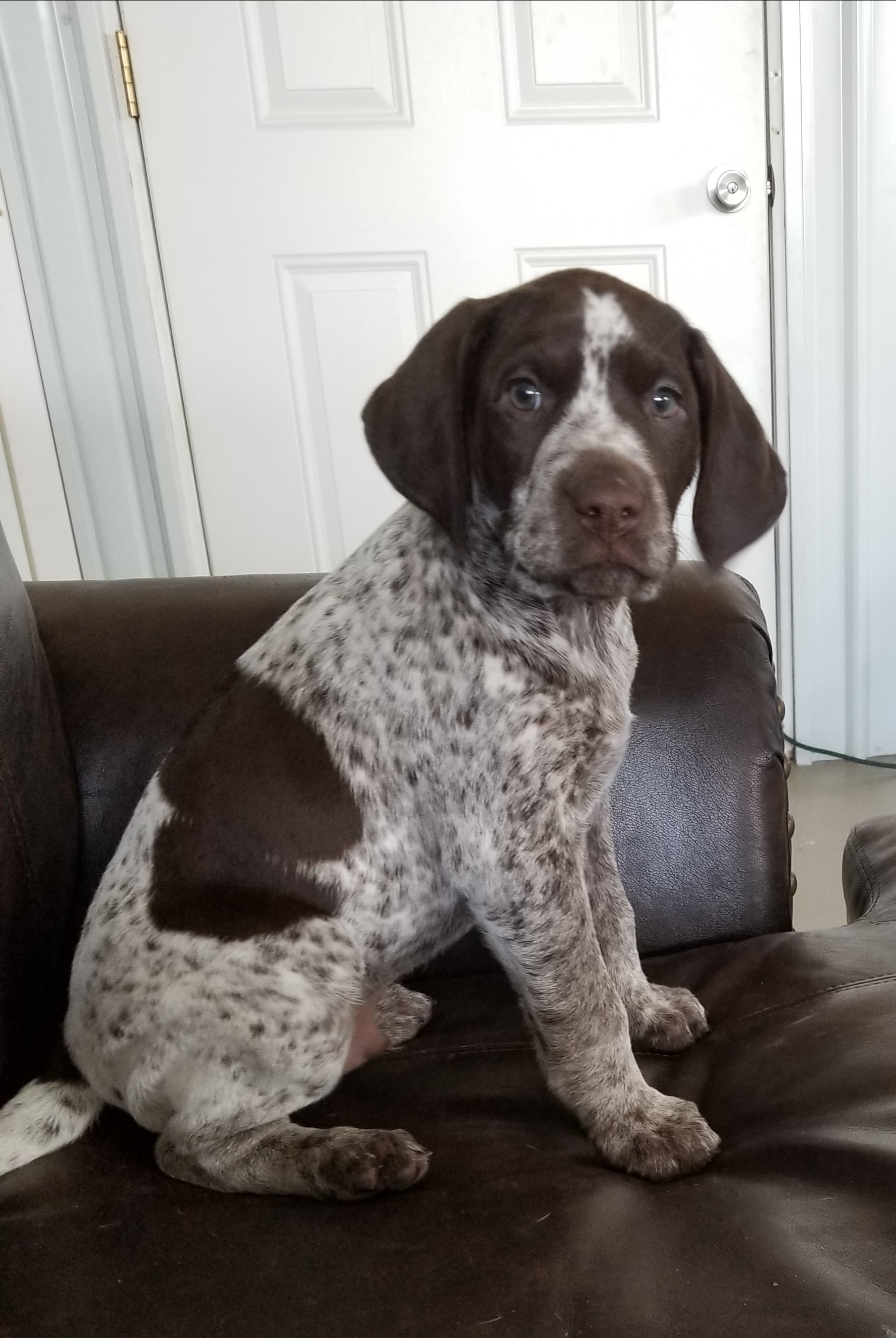 German Shorthaired Pointer |United States| Triple Flush Kennel