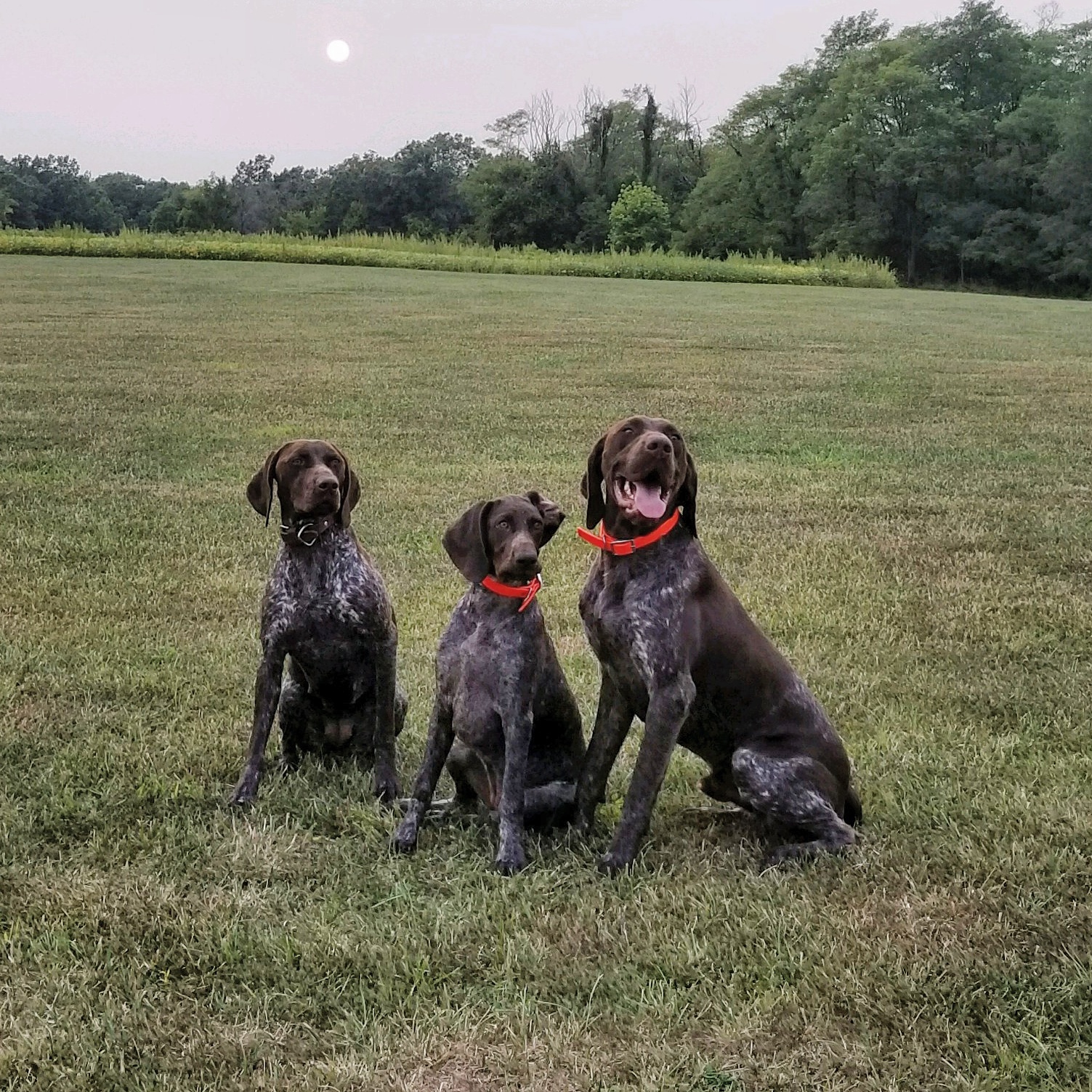 German Shorthaired Pointer |United States| Triple Flush Kennel