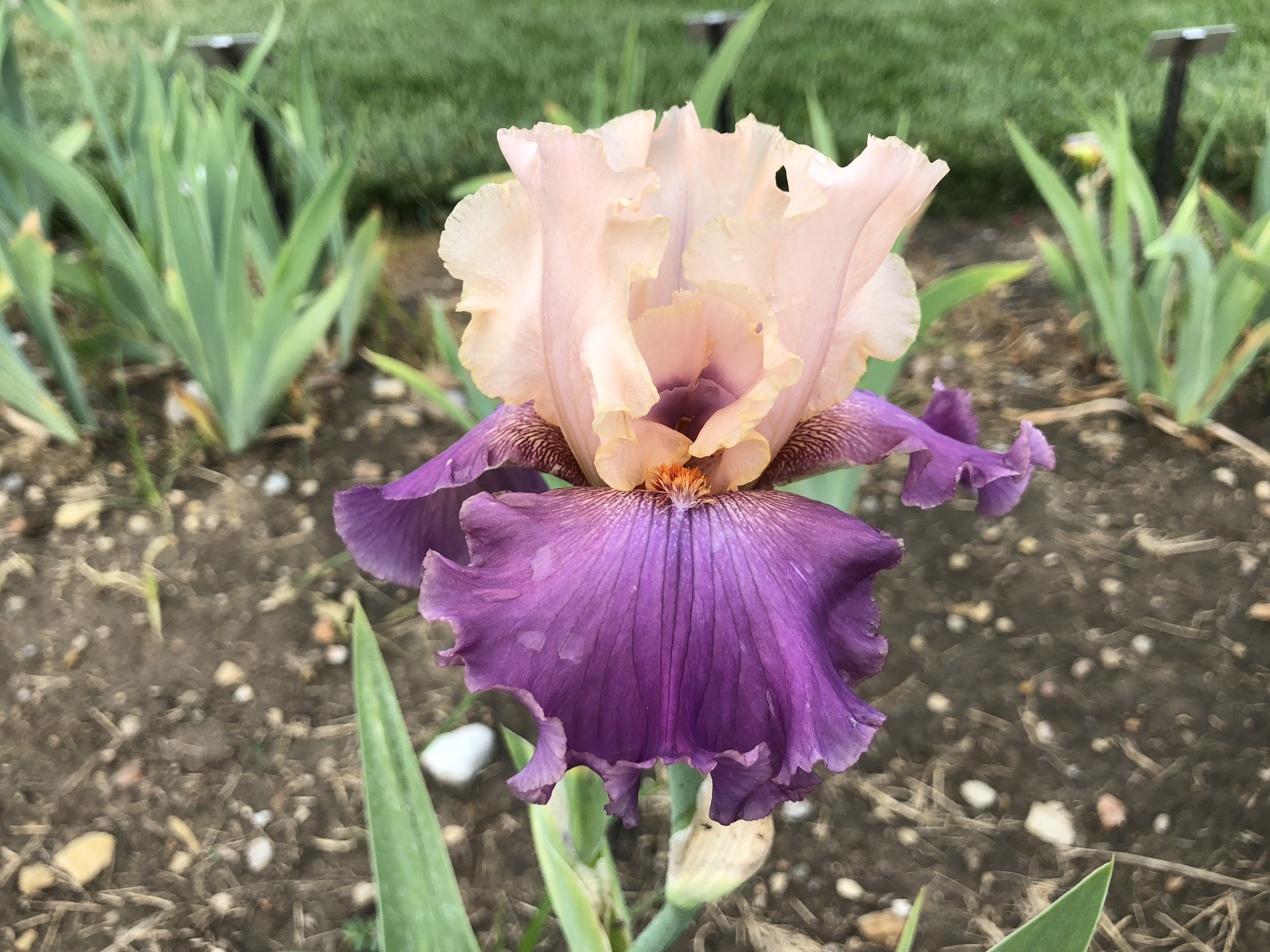 Flint Hills Iris Society Tall Bearded Iris