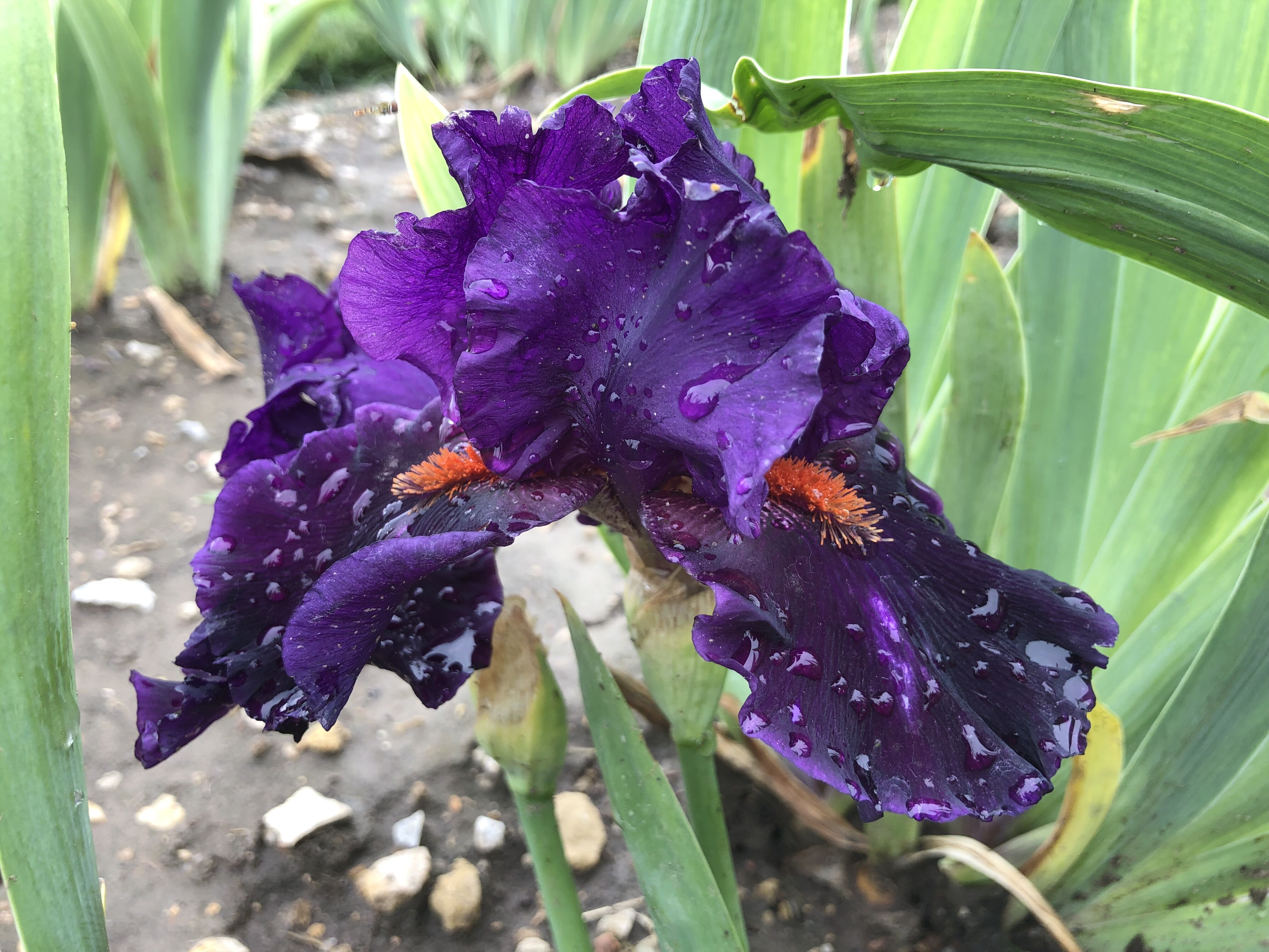 Flint Hills Iris Society Tall Bearded Iris