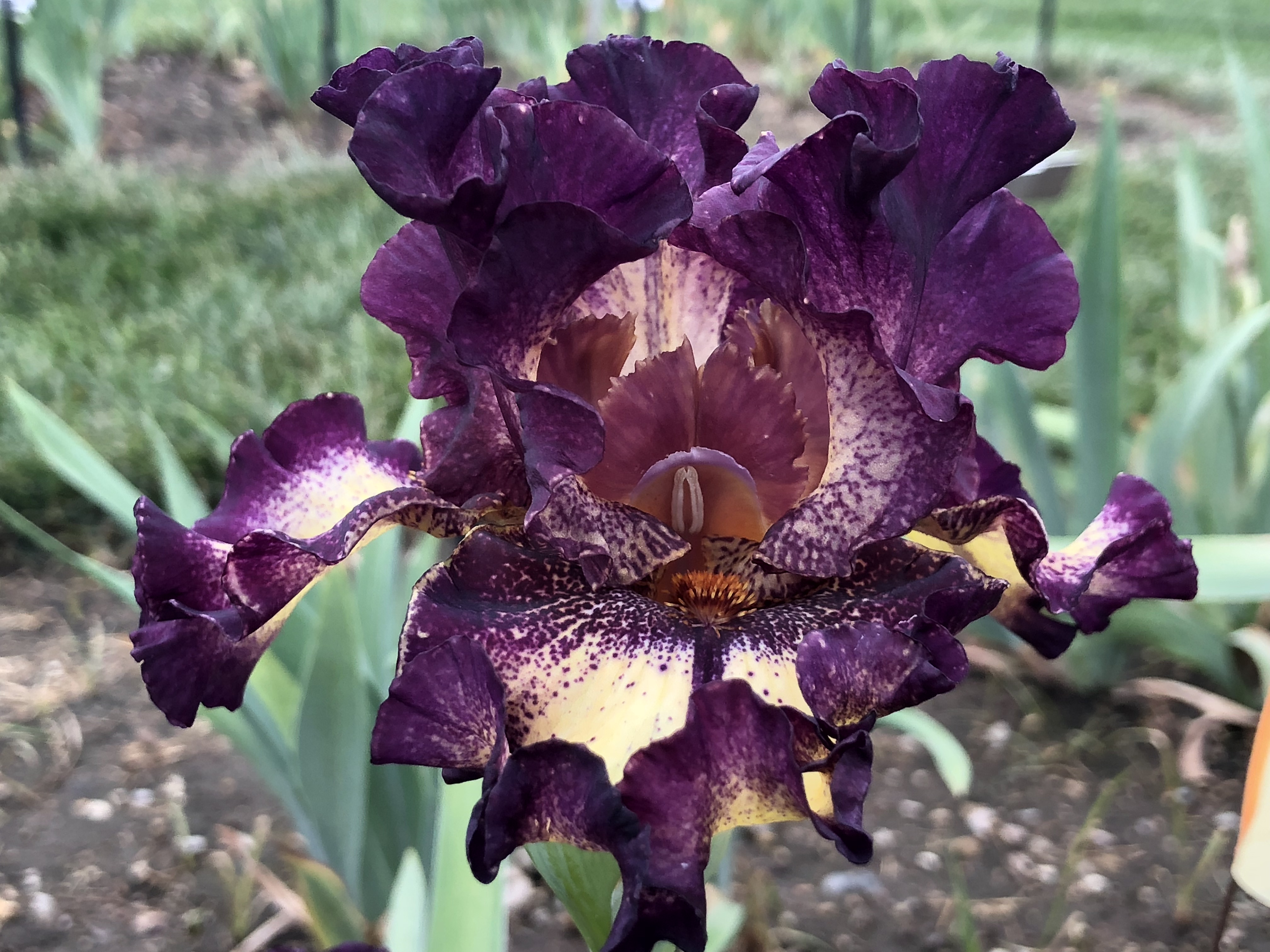 Flint Hills Iris Society Tall Bearded Iris