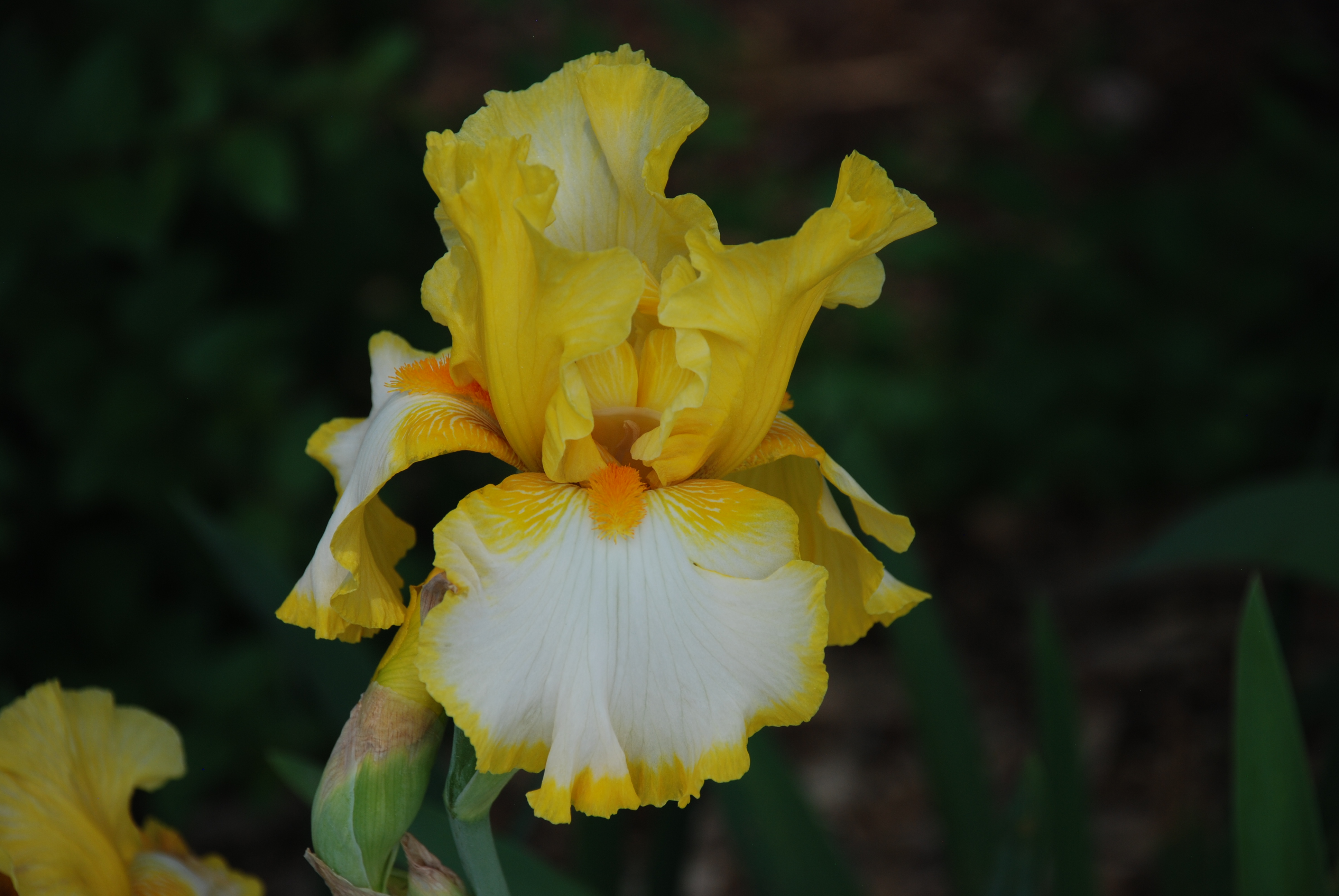 Flint Hills Iris Society Tall Bearded Iris