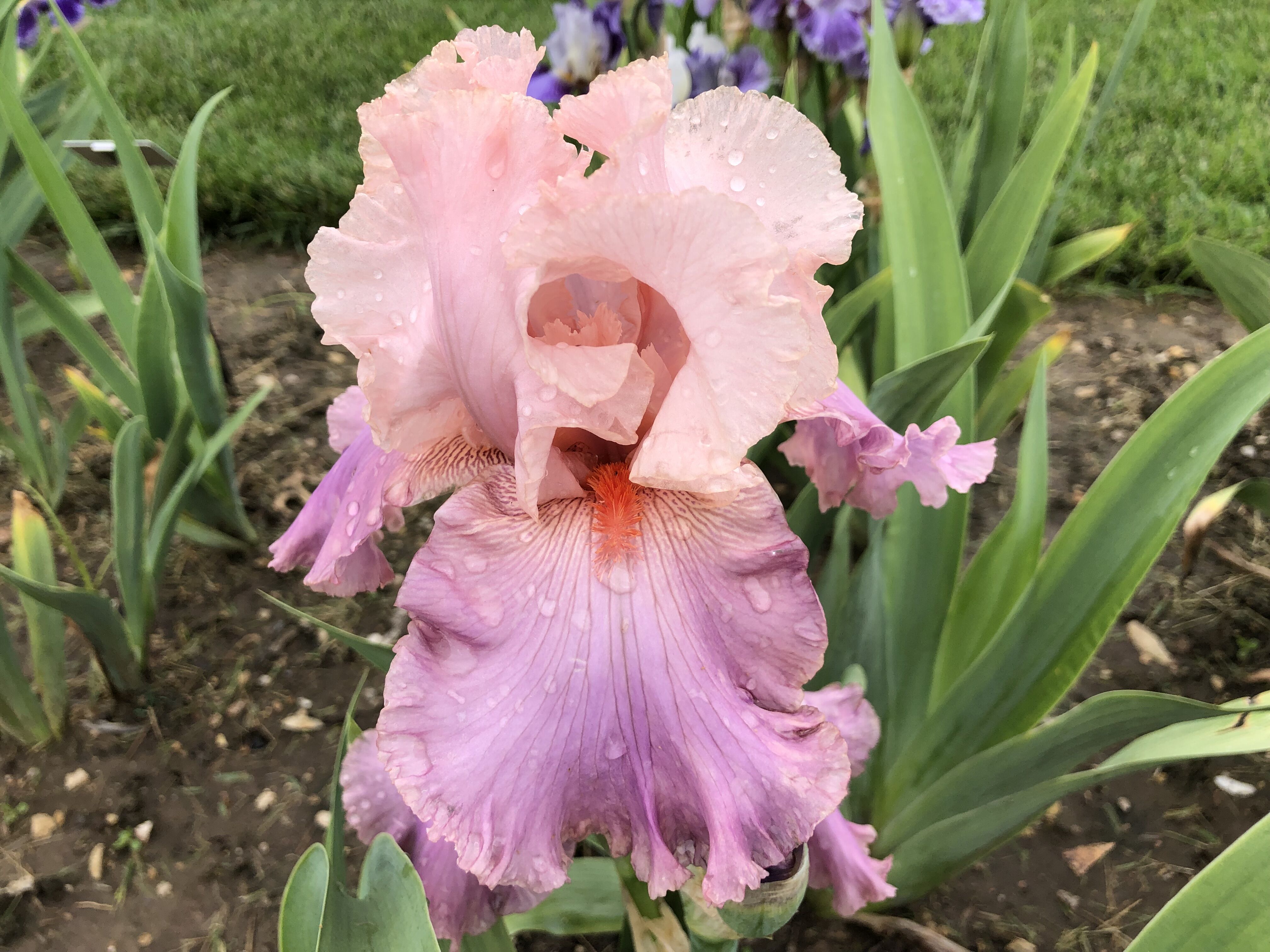 Flint Hills Iris Society Tall Bearded Iris