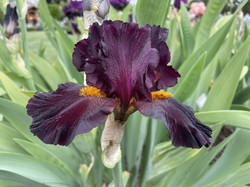 Flint Hills Iris Society Tall Bearded Iris