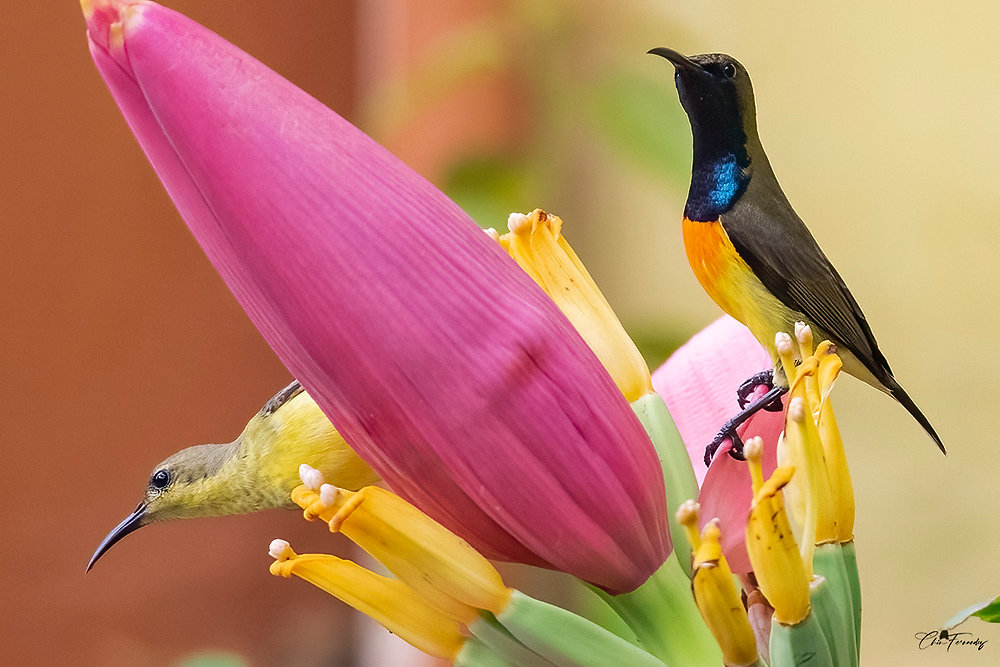 Palawan Sunbird, the Chiwit is now an endemic