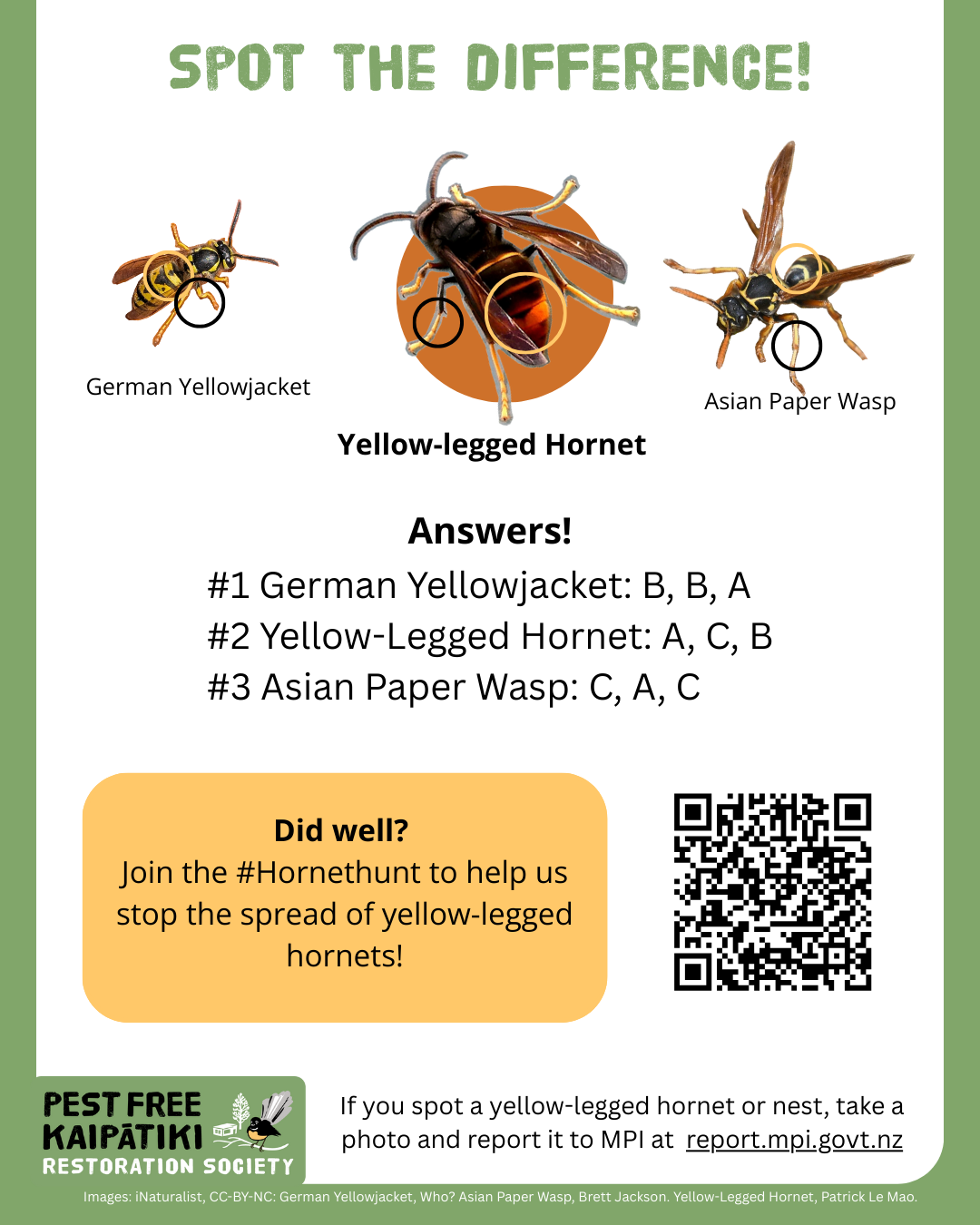 Yellow-legged Hornets in Kaipātiki