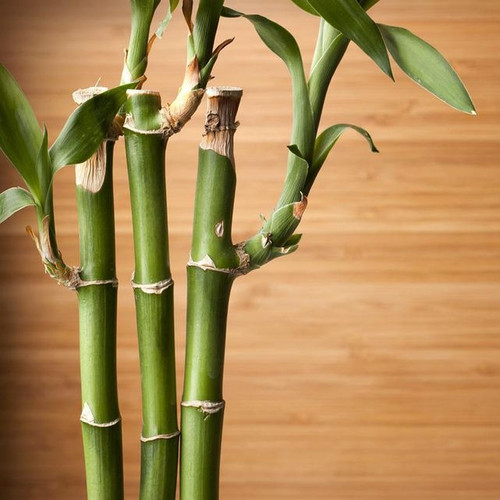 Essencia Tradicional Bamboo TK - 010295 | Essencial Essências