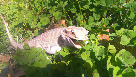 Lizard Kisses LLC | bearded dragon breeder