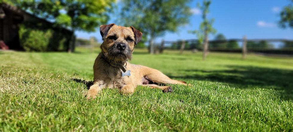 Border Terrier Welfare | Rehoming Border Terriers | United Kingdom