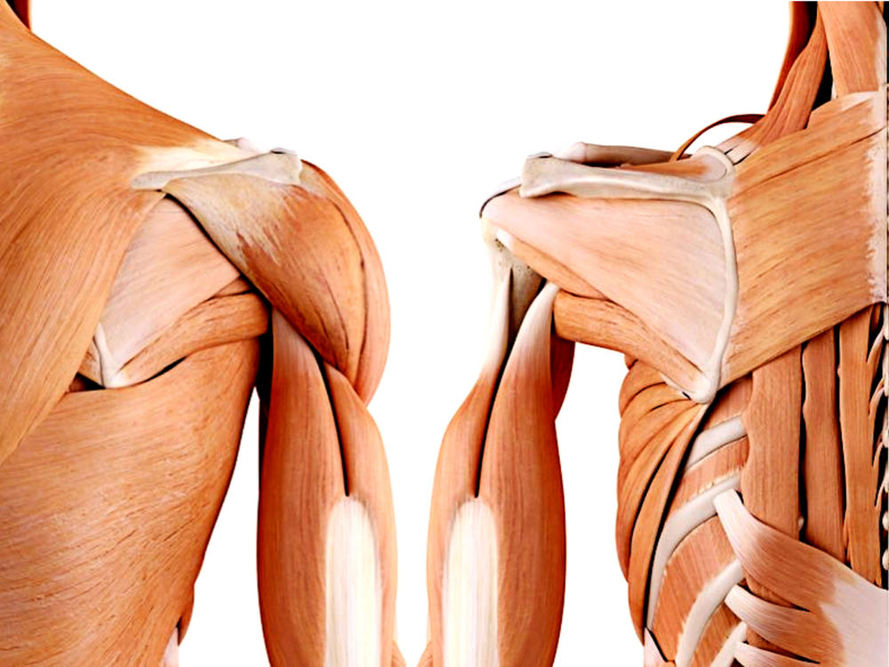 LA CUFFIA DEI ROTATORI: cos'è e come viene trattata in caso di lesione