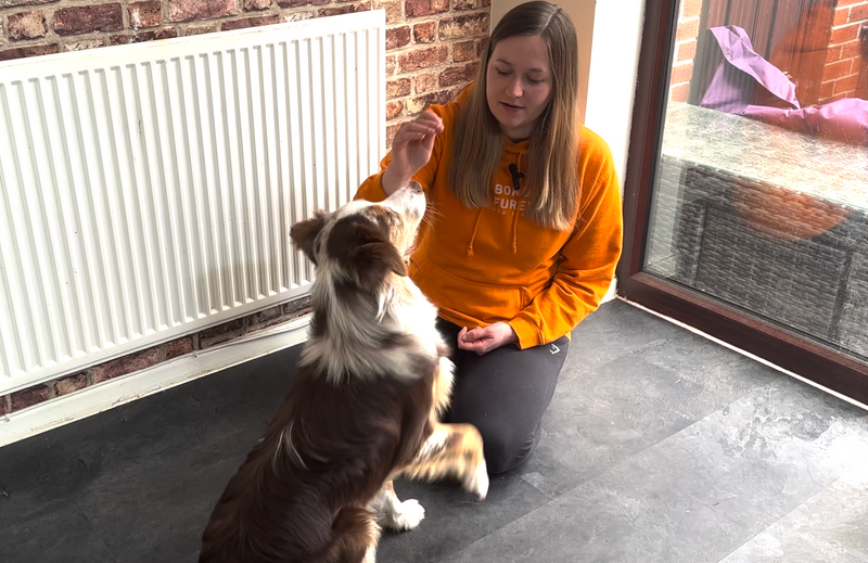 Crash Courses | Bond Furever Dog Training