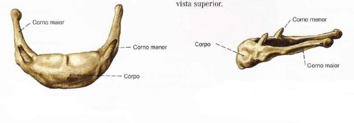Sistema Esquelético