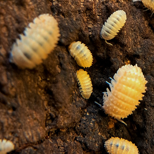 Cristarmadillidium muricatum - European Spikey Isopod | The Mantis Garden