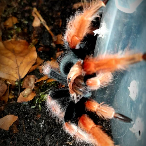 Brachypelma boehmei - Mexican fire-leg | The Mantis Garden