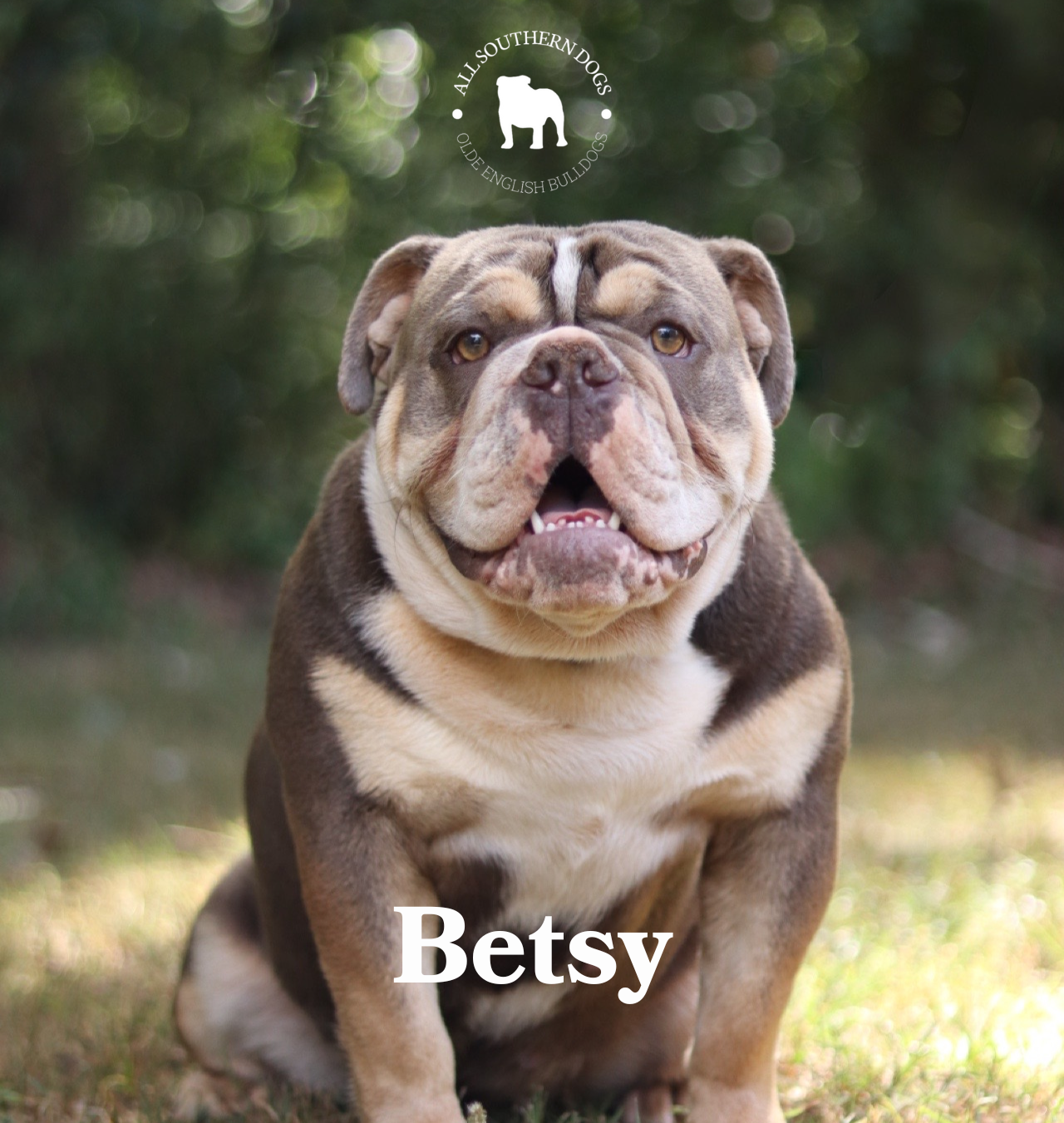 All Southern Betsy | All Southern Dogs