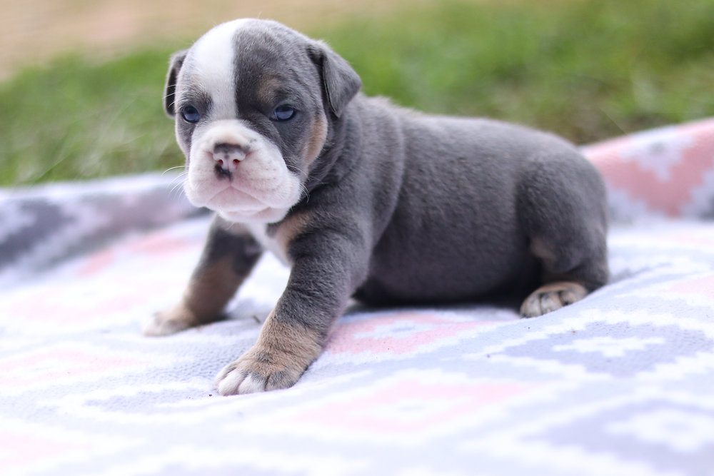 Welcoming Your New Olde English Bulldog Puppy Preparing Your Home With