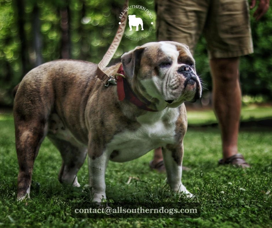 SOLD OUT! Olde English Bulldog Puppies Have Found Their New Homes!
