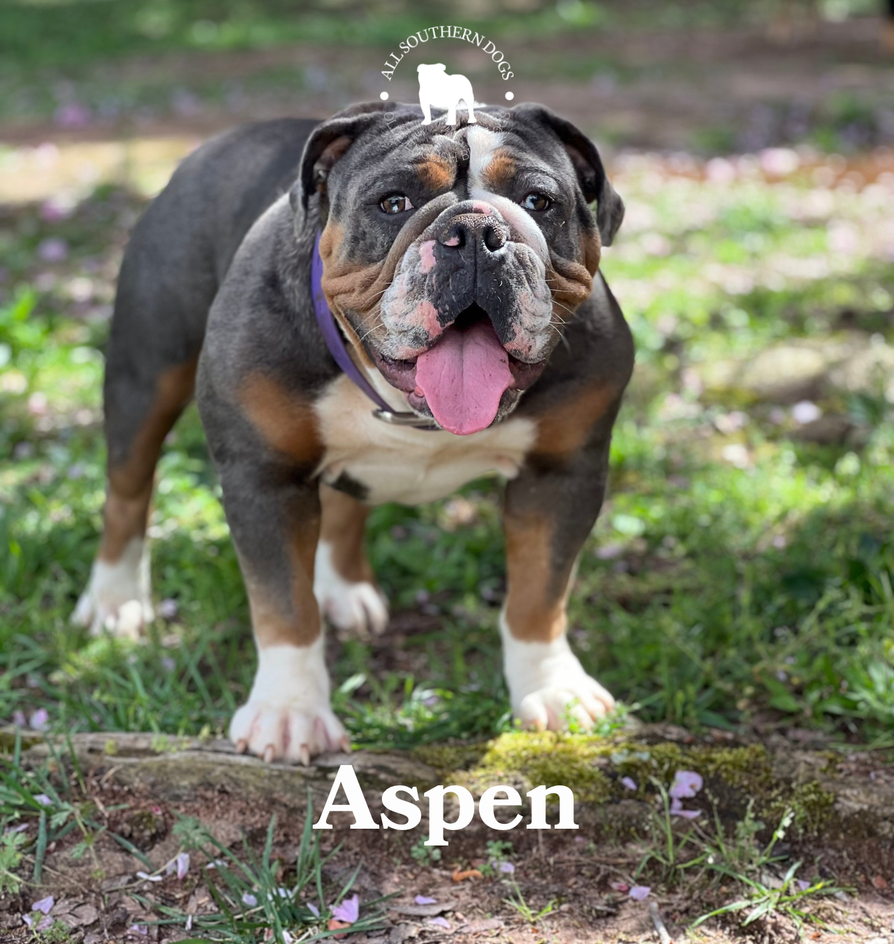 Hat Creek's Aspen of All Southern Dogs | All Southern Dogs